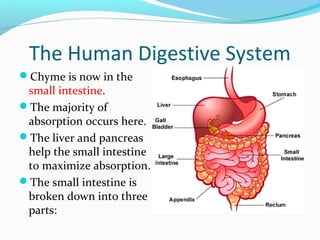 The digestive system | PPT