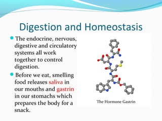 The digestive system | PPT