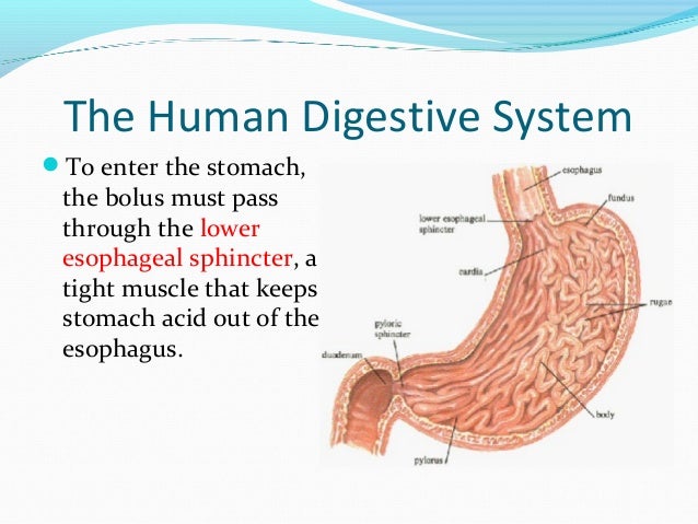 Haustra Digestive System