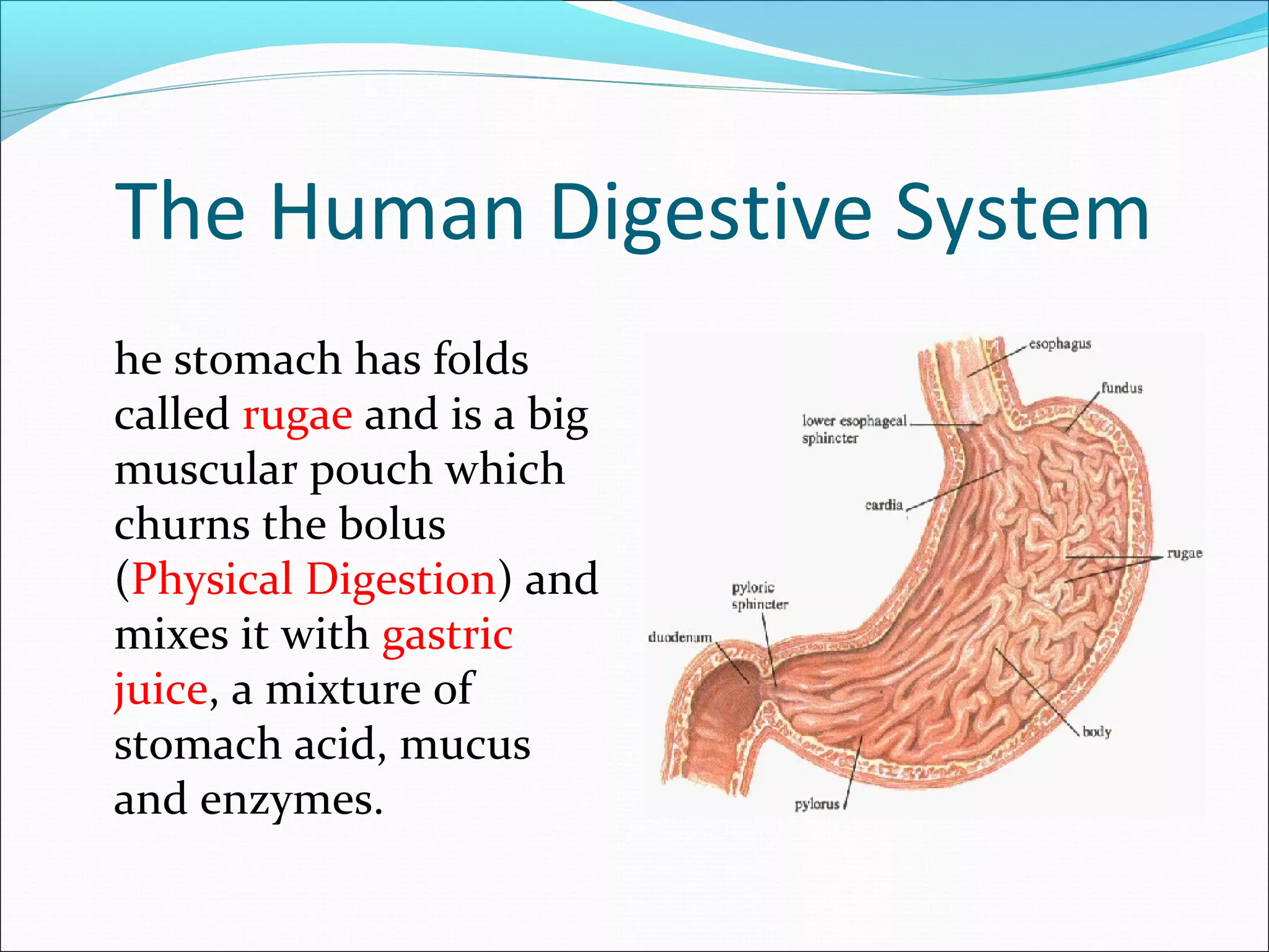 The digestive system | PPT