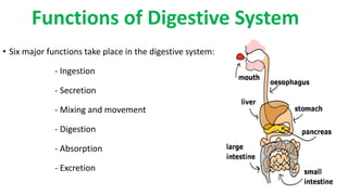 The digestive system | PPTX