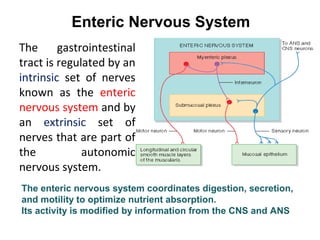 The digestive system | PPT