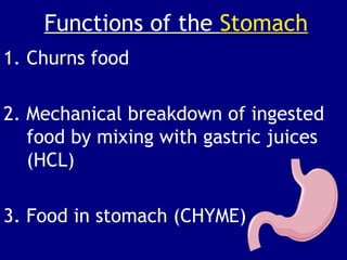 The digestive system | PPT
