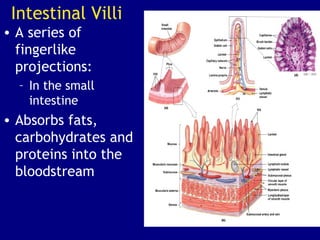 The digestive system | PPT