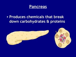 The digestive system | PPT