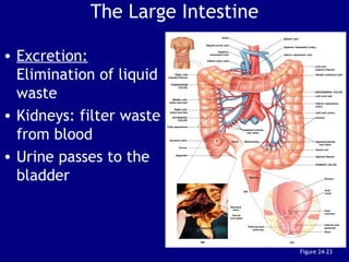 The digestive system | PPT