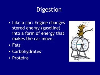 The digestive system | PPT