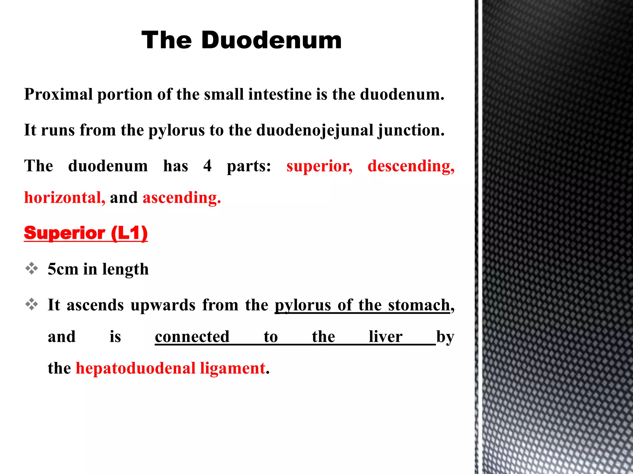 The digestive system | PPTX