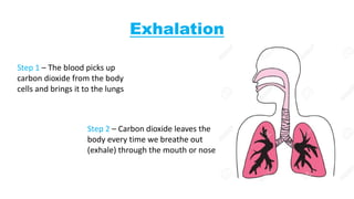 The digestive system | PPTX