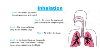 The digestive system | PPTX