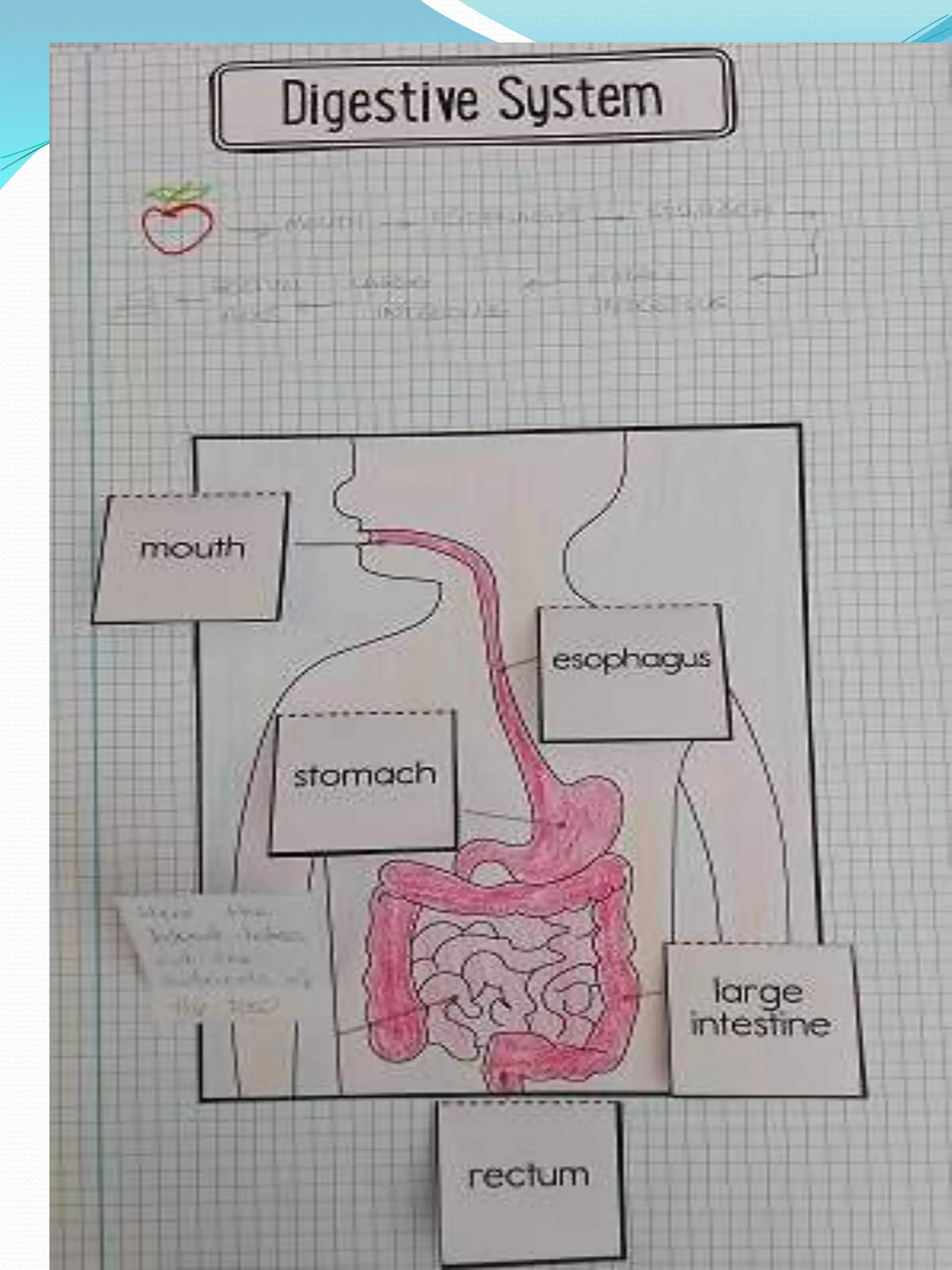 The digestive system | PPTX