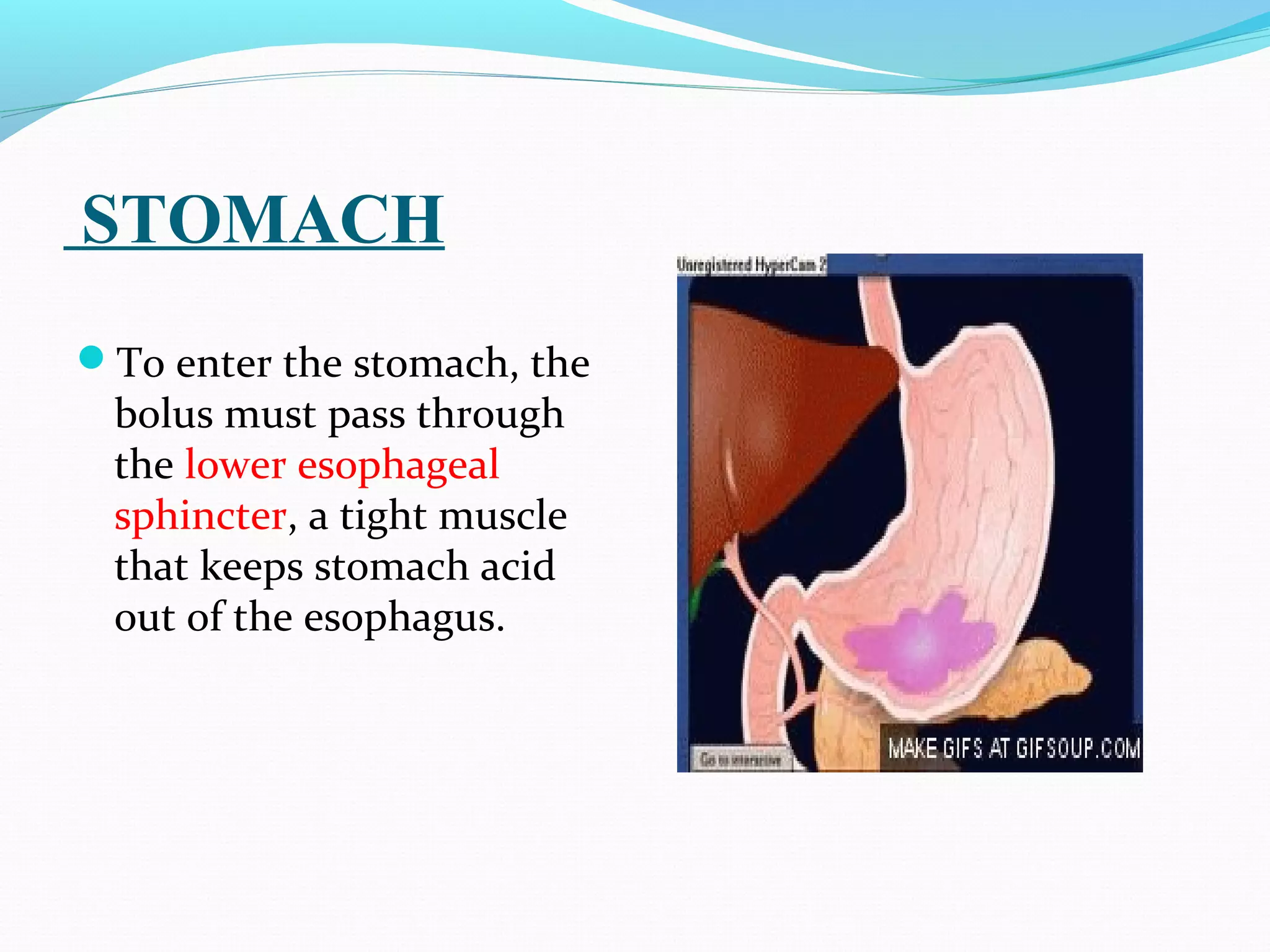 The digestive system [ Disease & Disorders] | PPT