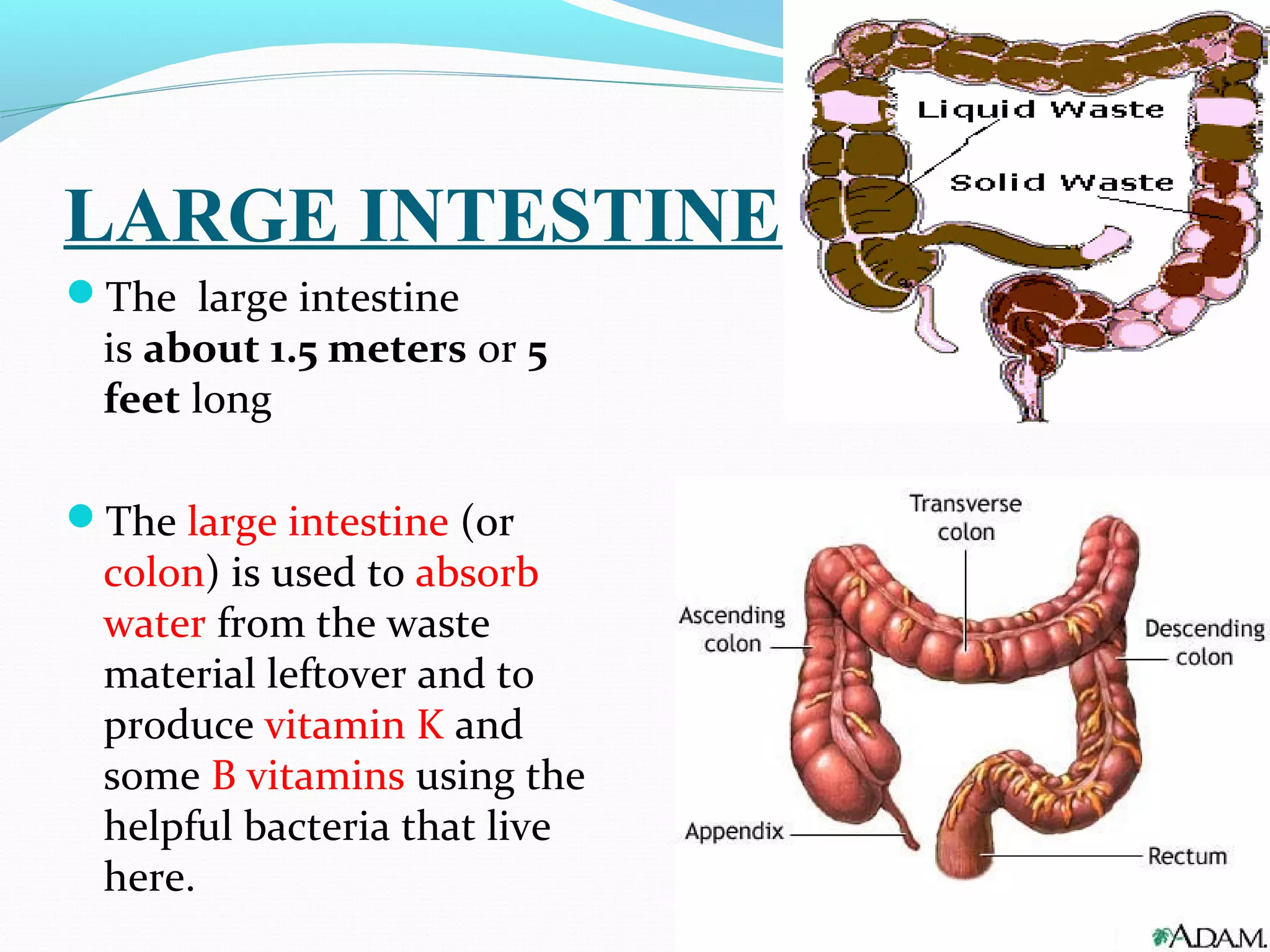 The digestive system [ Disease & Disorders] | PPT | Digestive Disorders ...
