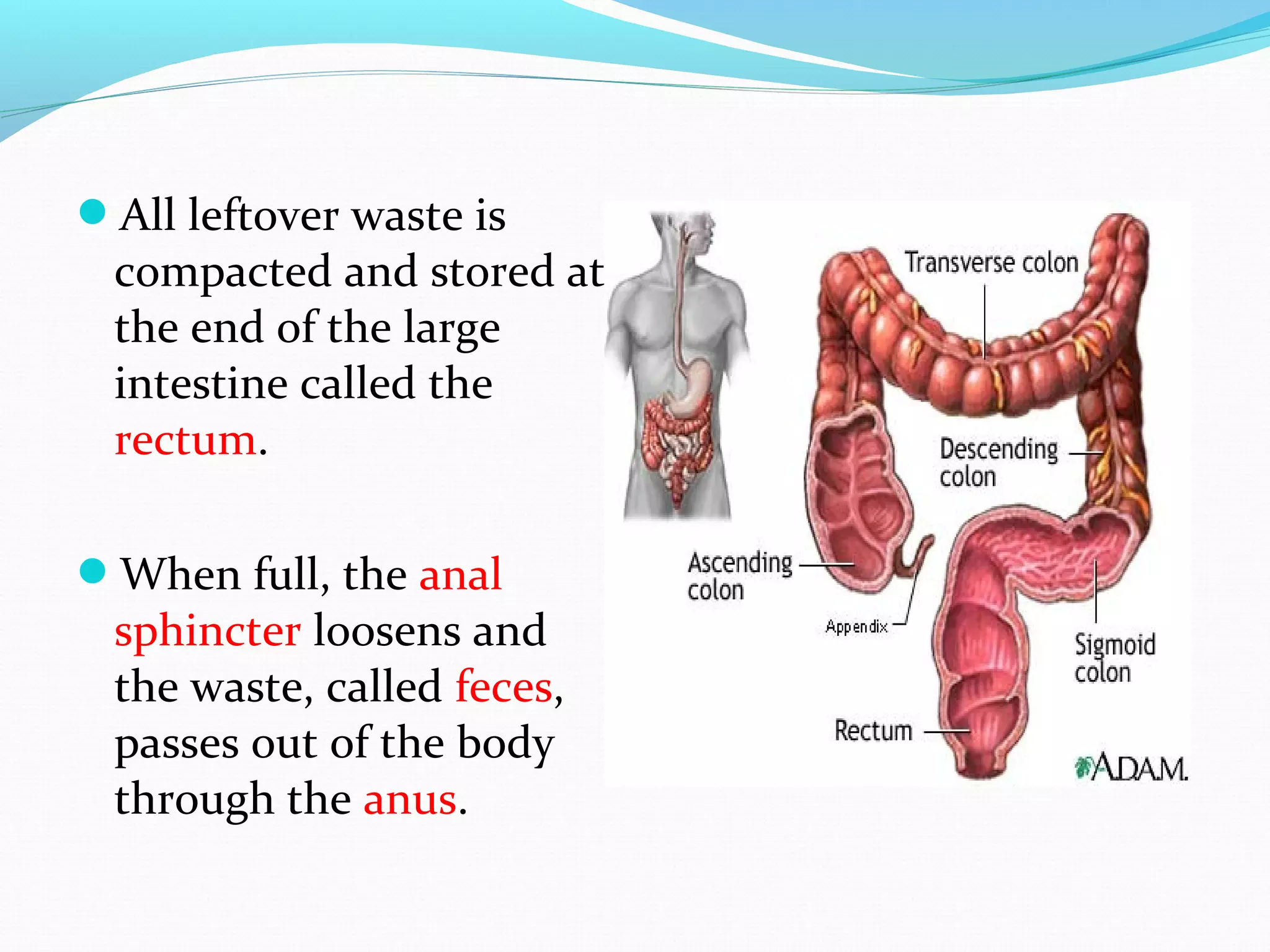 The digestive system [ Disease & Disorders] | PPT