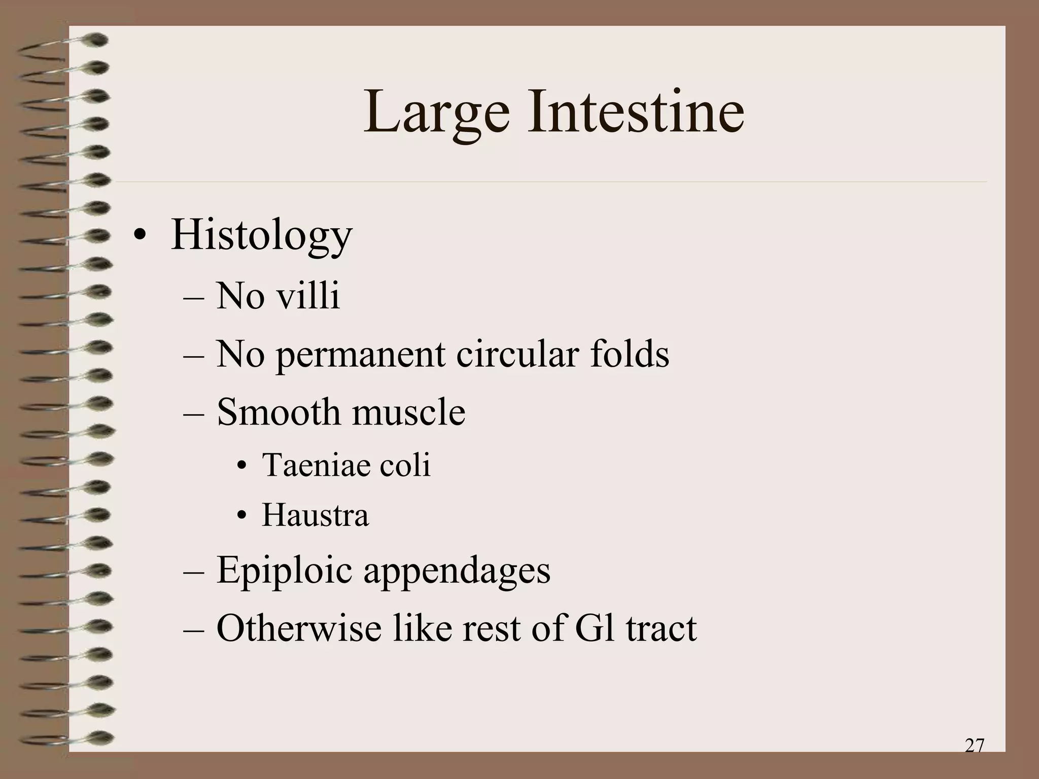The digestive system | PPT