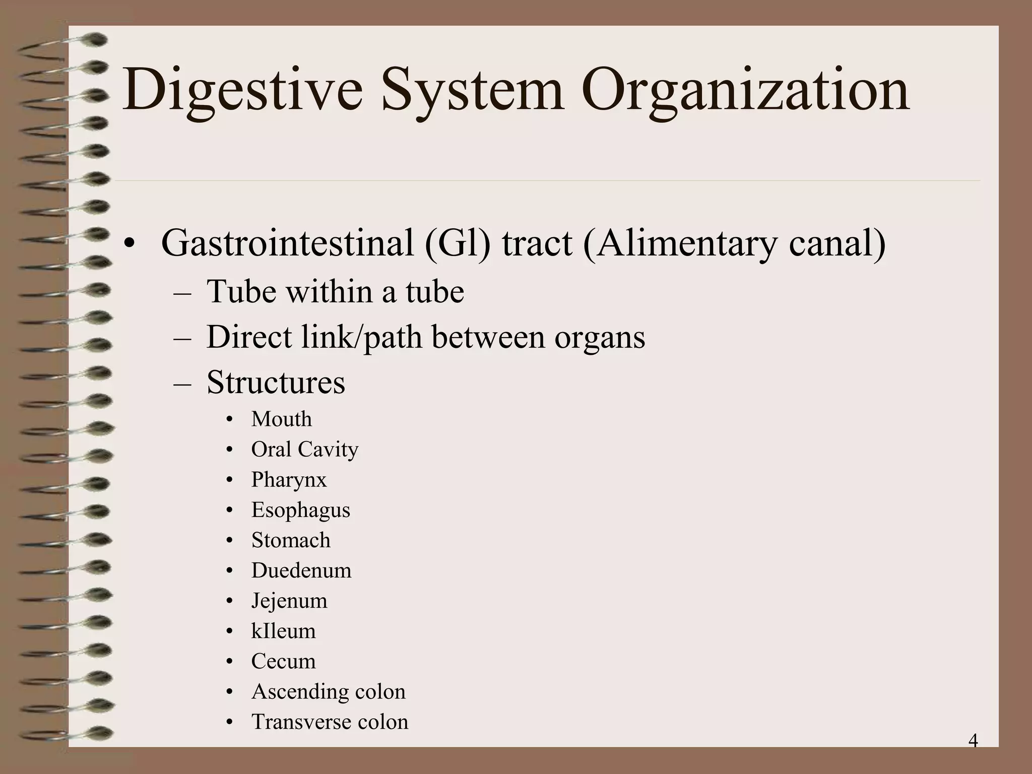 The digestive system | PPT
