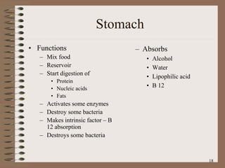 The digestive system | PPT