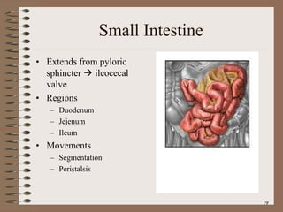 The digestive system | PPT