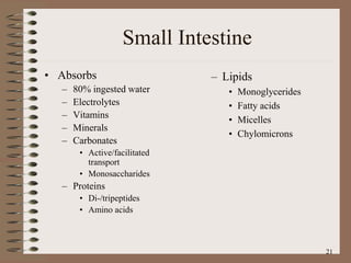 The digestive system | PPT