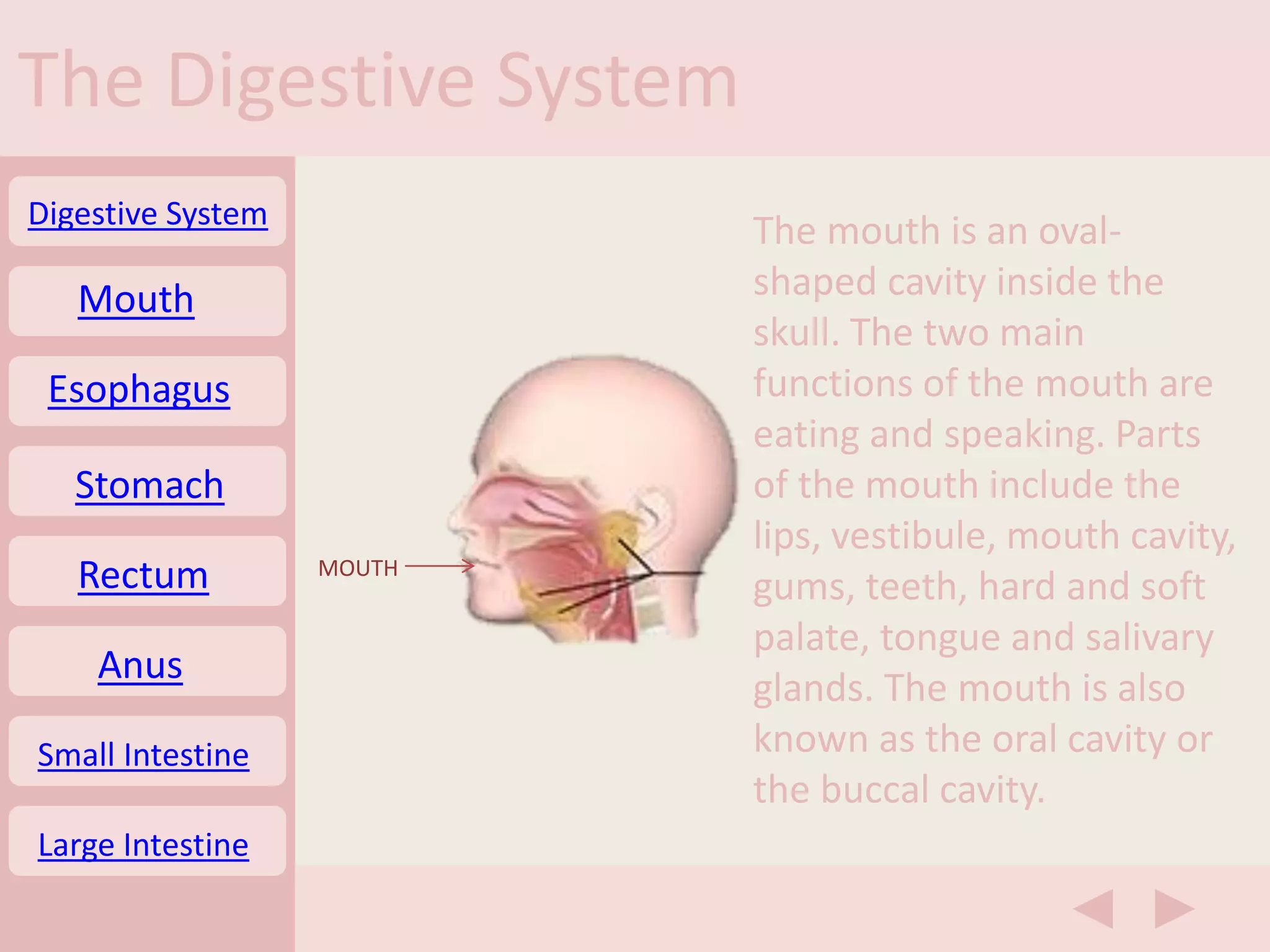 The digestive system | PDF