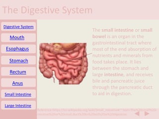 The digestive system | PDF