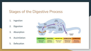 The Digestive System.pdf