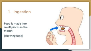 The Digestive System.pdf