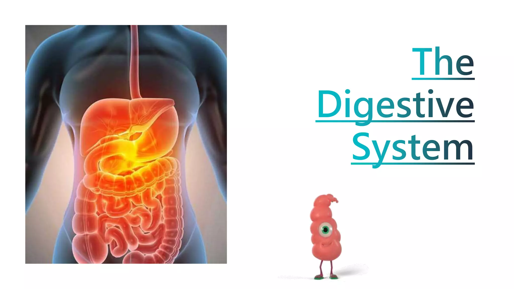 The Digestive System.pptx