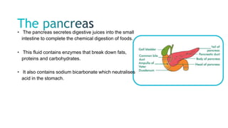 The Digestive System.pptx