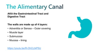 The Digestive System.pptx