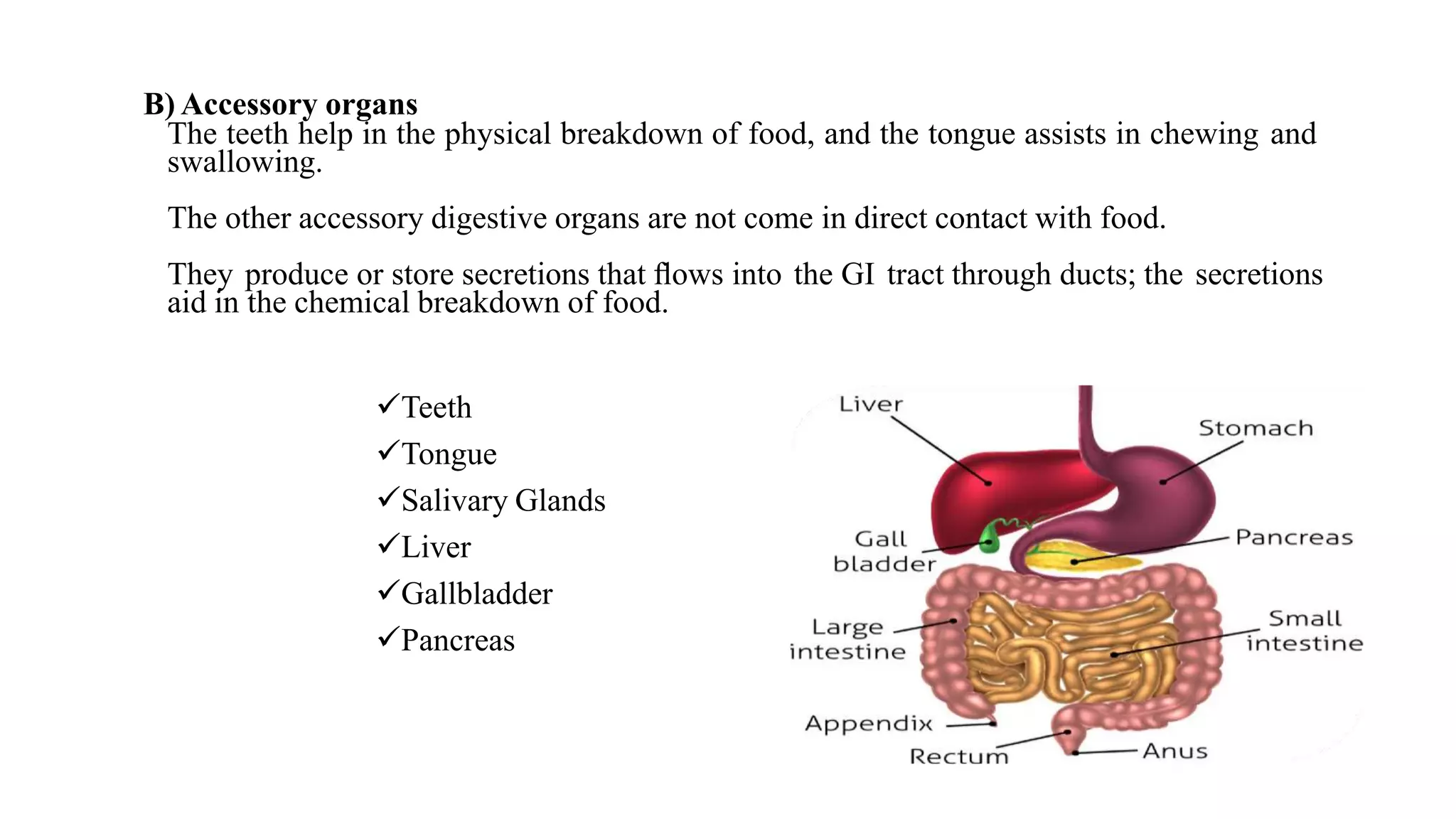 The Digestive System.pptx