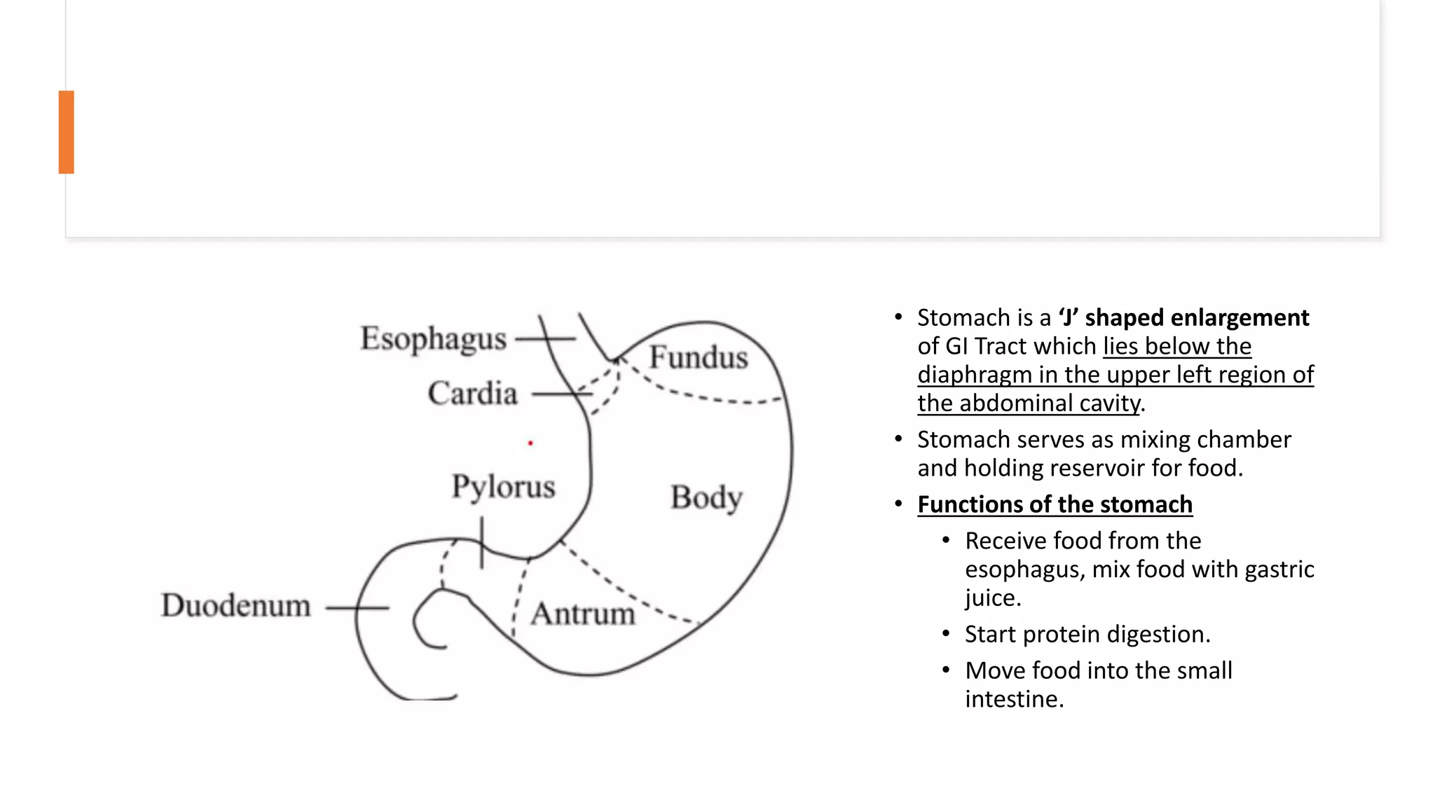The Digestive System.pptx