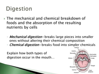 the_digestive_system | PPT