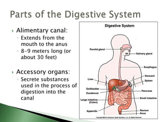 the_digestive_system | PPT