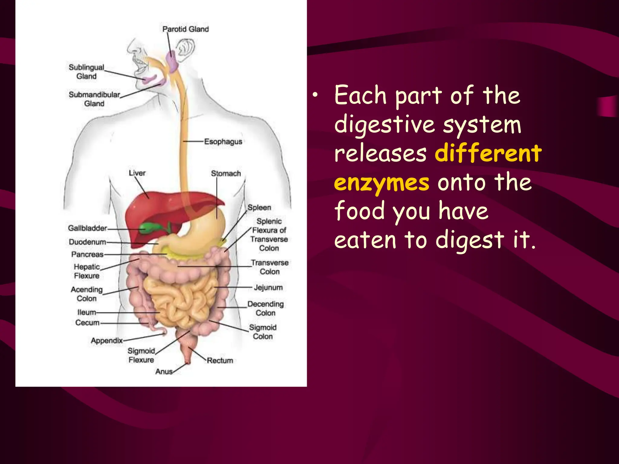 The Digestive System.ppt
