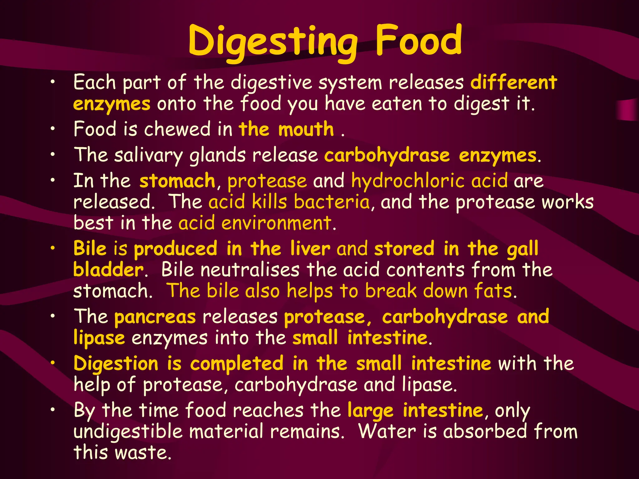 The Digestive System.ppt