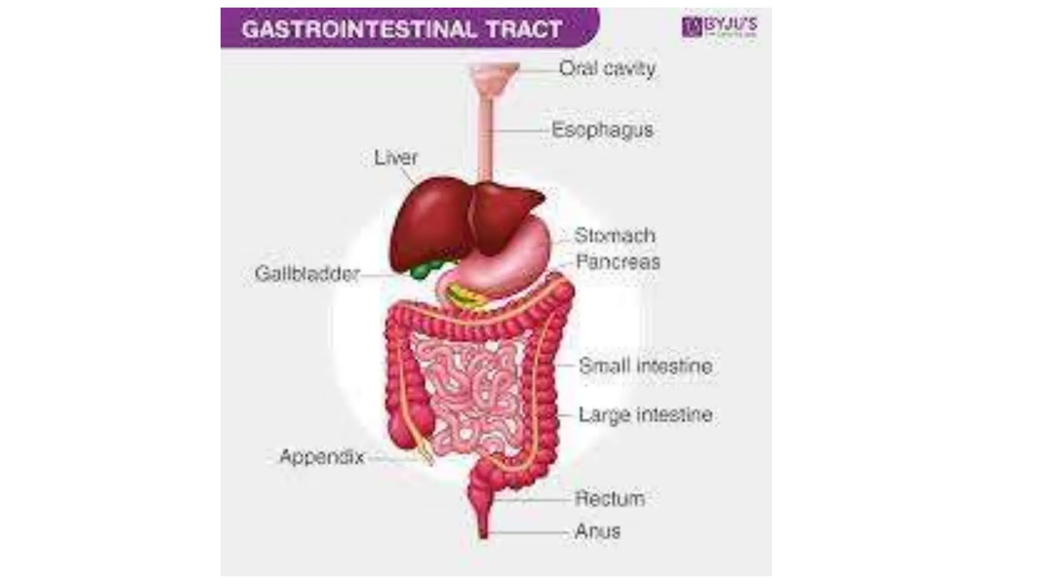 THE DIGESTIVE SYSTEM -digestive system anatomy and physiology | PPTX