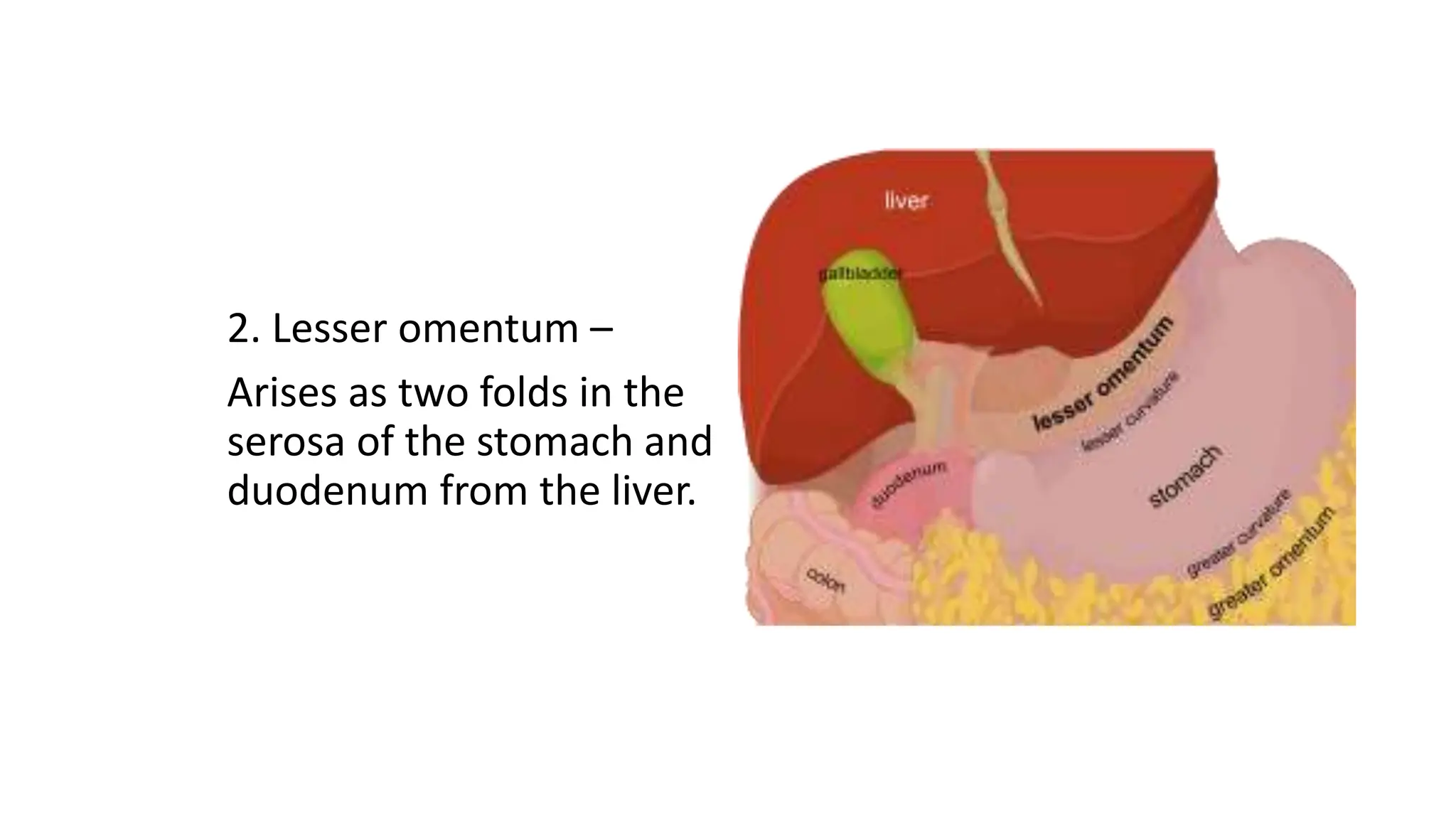 THE DIGESTIVE SYSTEM -digestive system anatomy and physiology | PPTX