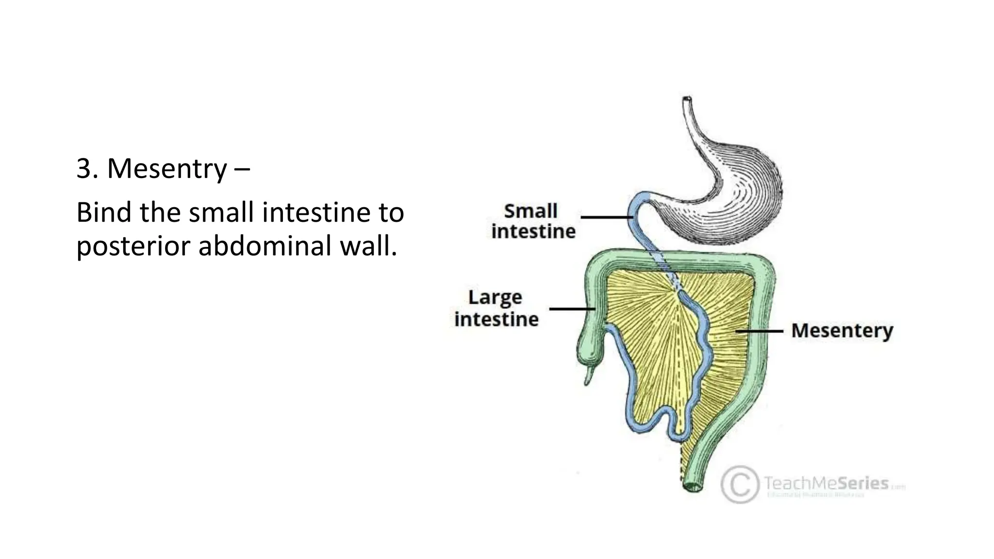 THE DIGESTIVE SYSTEM -digestive system anatomy and physiology | PPTX