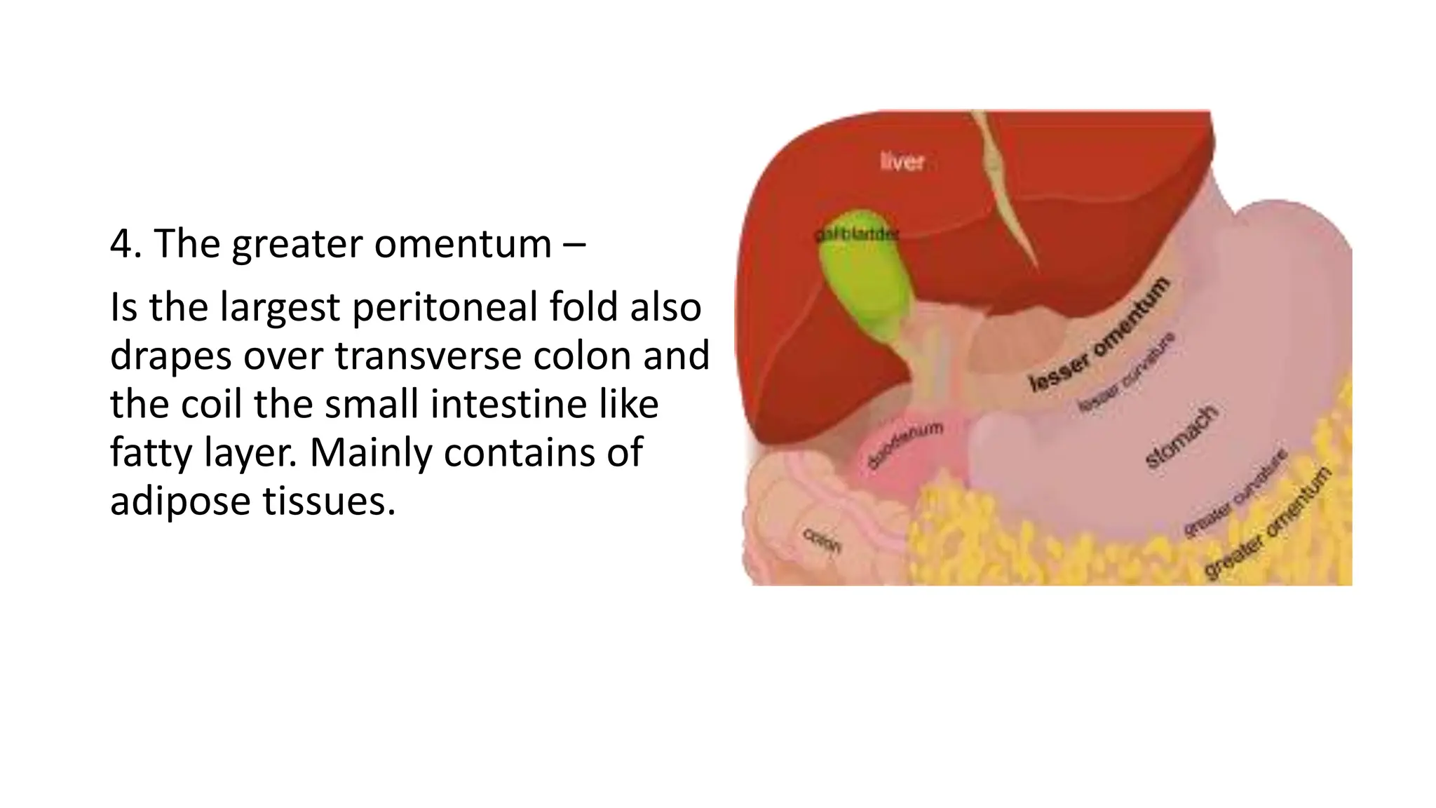 THE DIGESTIVE SYSTEM -digestive system anatomy and physiology | PPTX