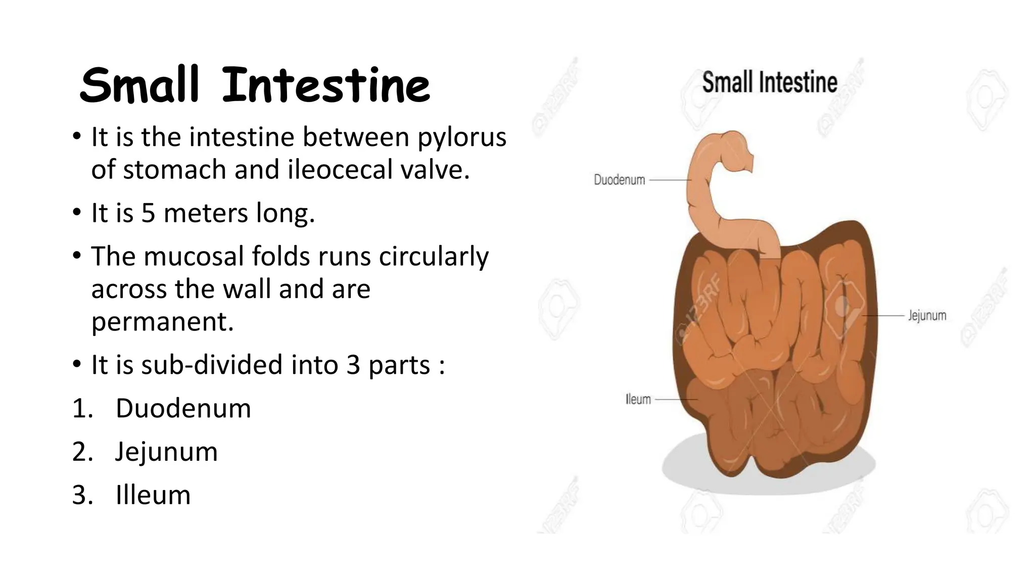 THE DIGESTIVE SYSTEM -digestive system anatomy and physiology | PPTX