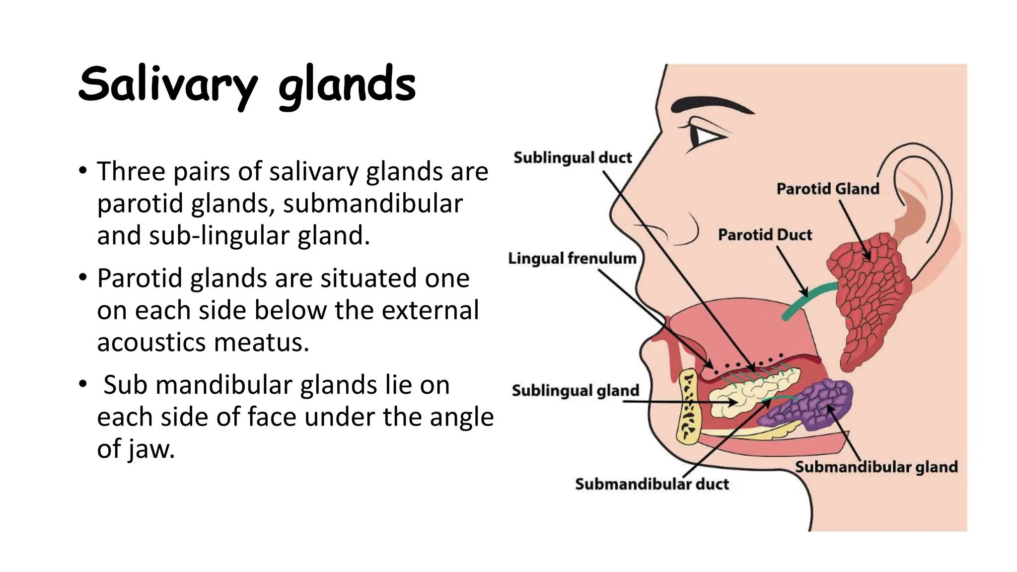 THE DIGESTIVE SYSTEM -digestive system anatomy and physiology | PPTX