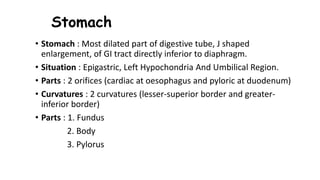 THE DIGESTIVE SYSTEM -digestive system anatomy and physiology | PPTX