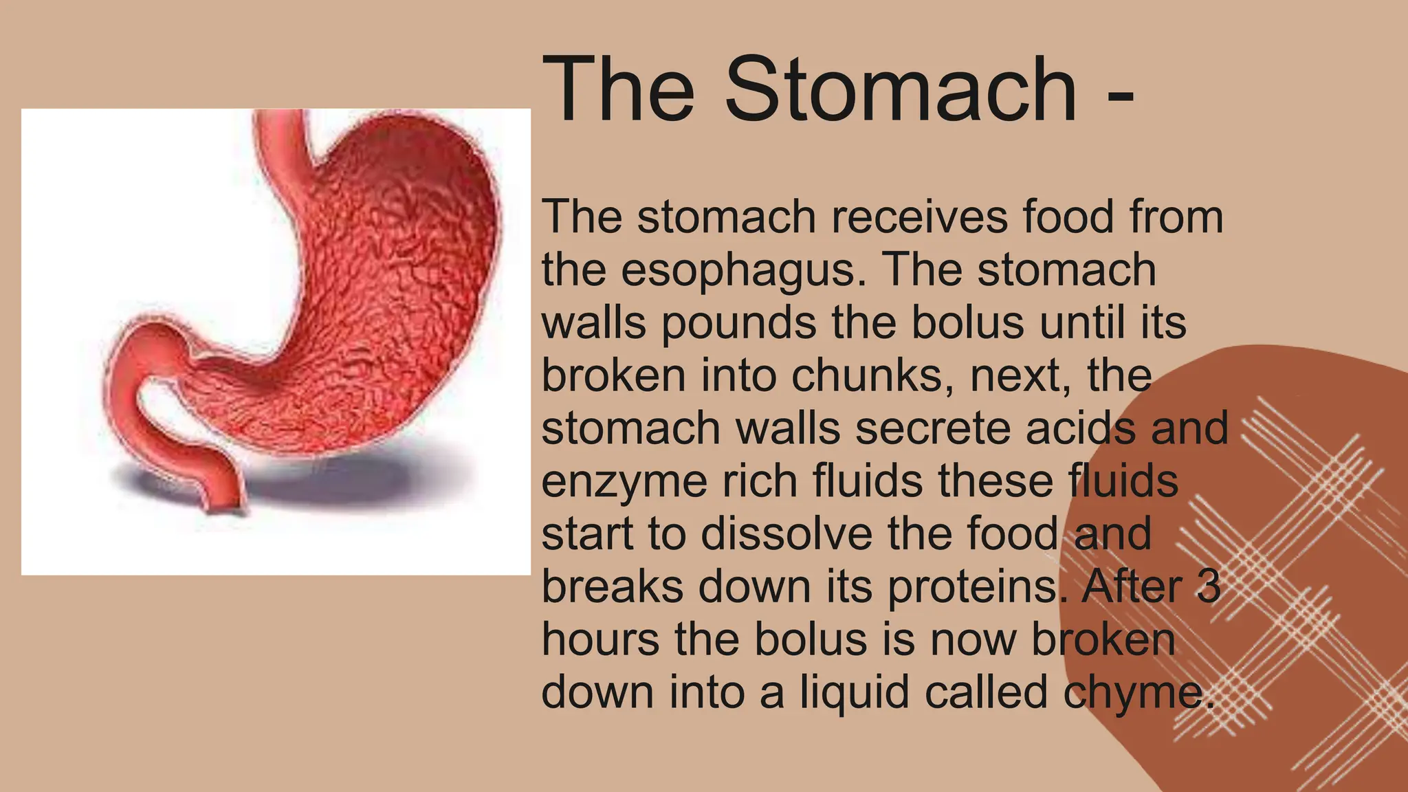The Digestive System - I-yana Dinzey.pptx
