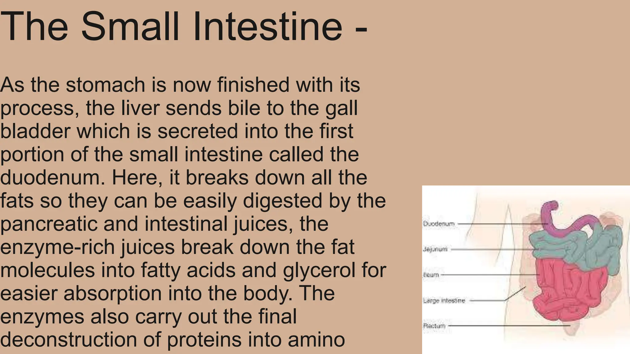 The Digestive System - I-yana Dinzey.pptx