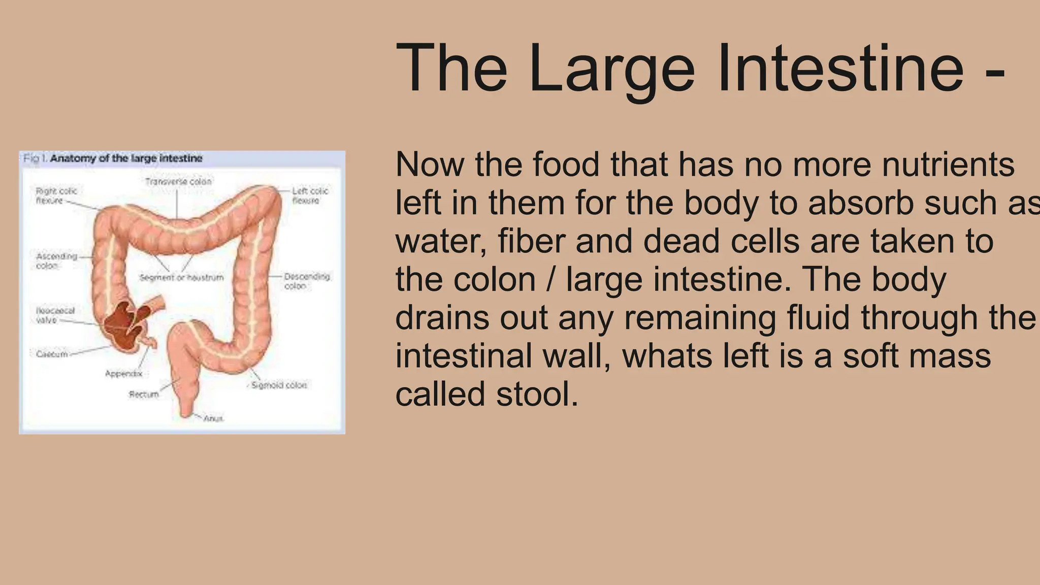 The Digestive System - I-yana Dinzey.pptx
