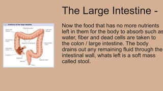 The Digestive System - I-yana Dinzey.pptx