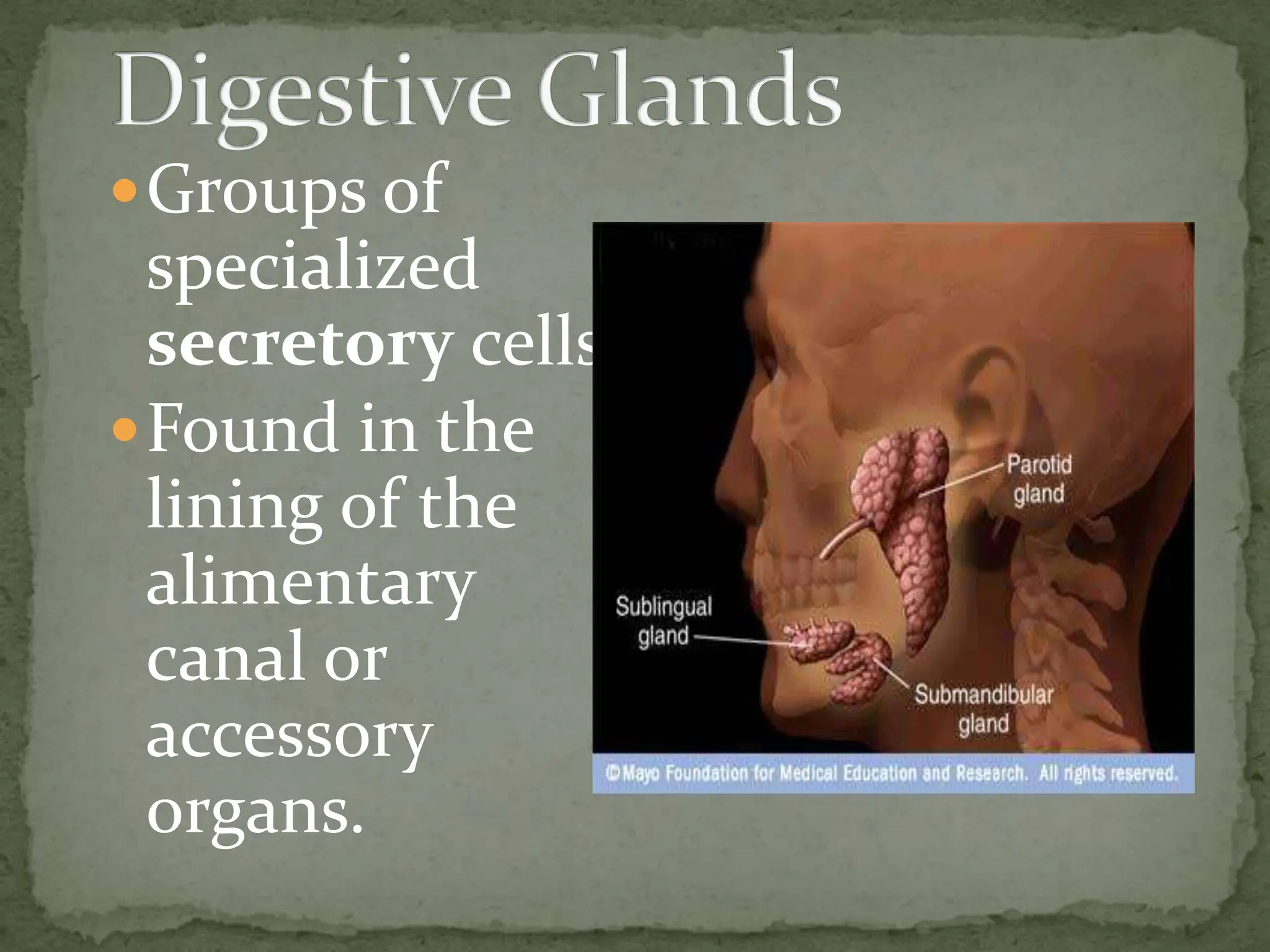 Unit X: The Digestive System AP BSN1SN 01 | PPT