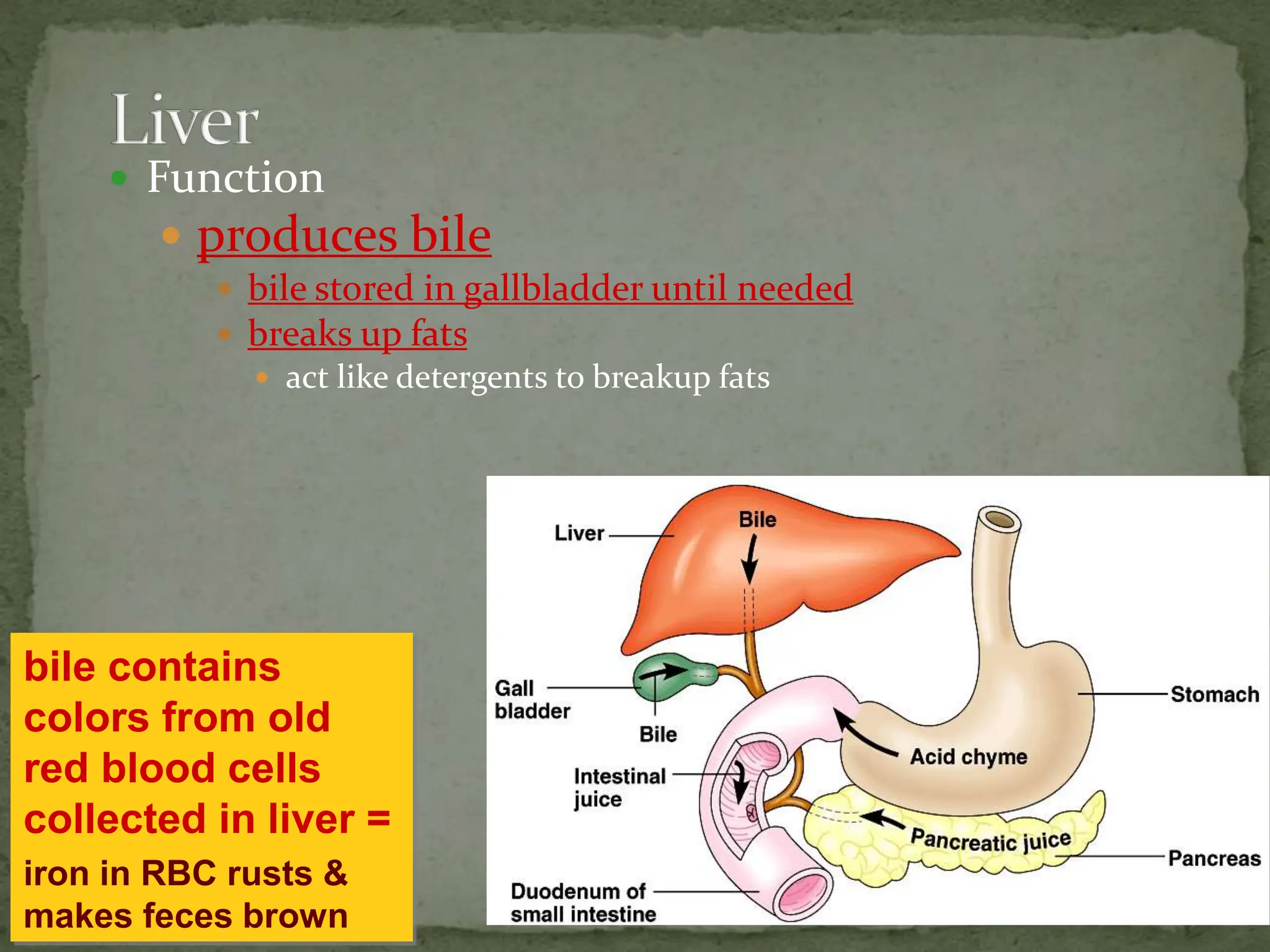 Unit X: The Digestive System AP BSN1SN 01 | PPT