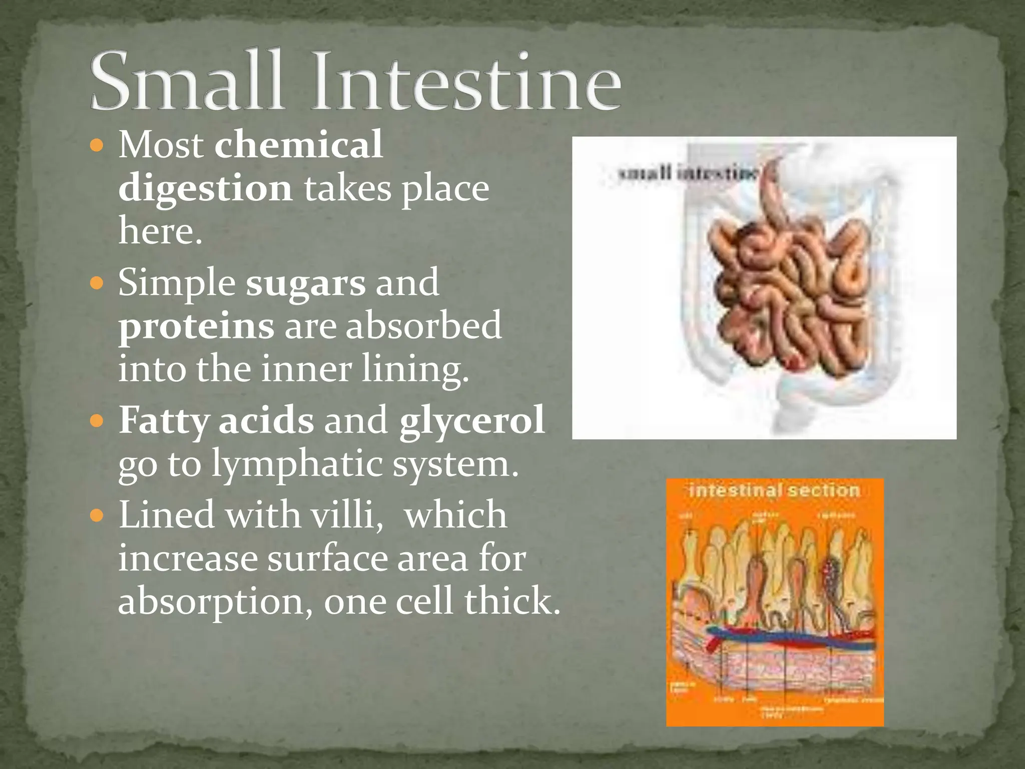 Unit X: The Digestive System AP BSN1SN 01 | PPT